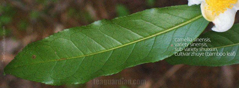 Bouquet Style Phoenix Oolongs – Tea Guardian