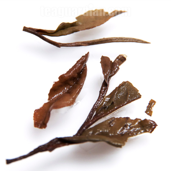 Zhenghe White Peony, Matured for 8 Years – Tea Guardian