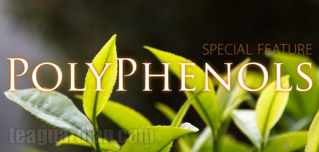 Special Feature: Tea Polyphenols – Tea Guardian