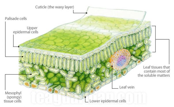 To blanch or not to blanch? That is the question – Tea Guardian